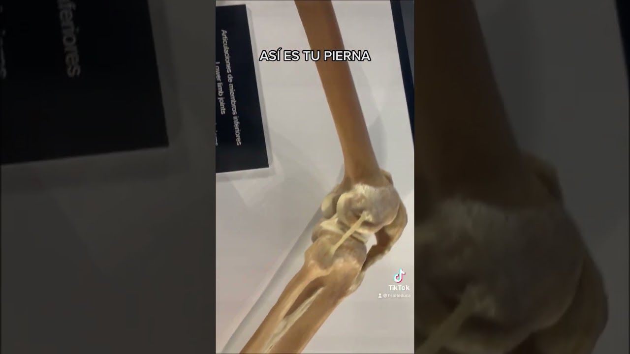Anatomía de la PIERNA