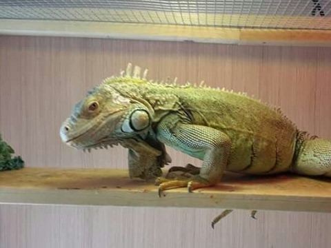 Steam Community :: Video :: Ricky Lafferty Live Stream