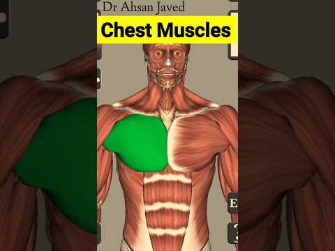 Chest Muscles #3d #anatomy #shortvideo #shorts #pectoralmuscle