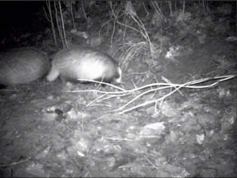 Badger Survey - Badger Monitoring Survey in Nottinghamshire.wmv
