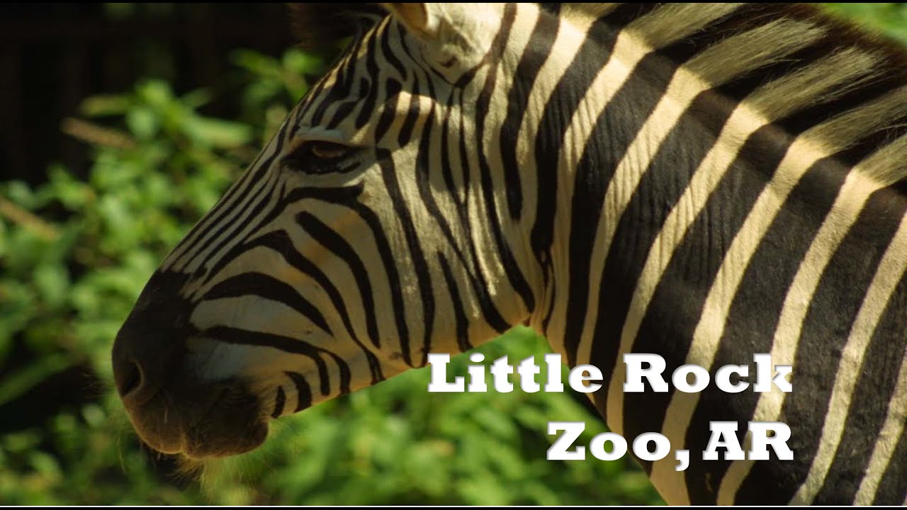 Little Rock Zoo – Little Rock, AR: Wandering Walks of Wonder Slow TV Walking Tour 4K
