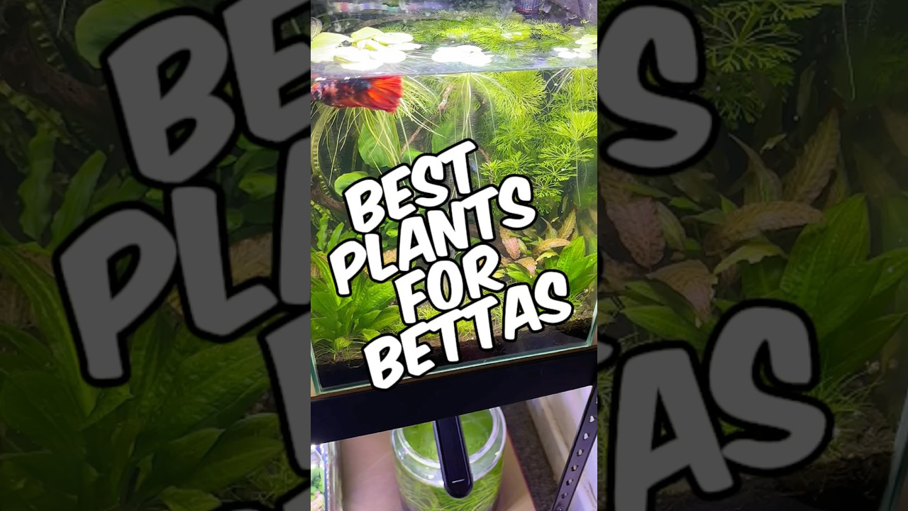 The Best Plants For Bettas: Easy, Enriching, And Perfect For Small Tanks!