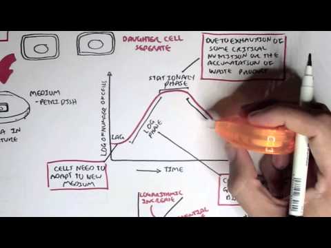 Microbiology - Bacteria Growth, Reproduction, Classification