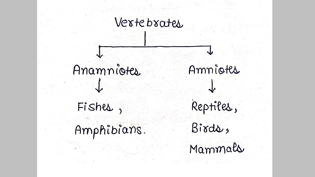 vertebrates | anamniotes | amniotes examples