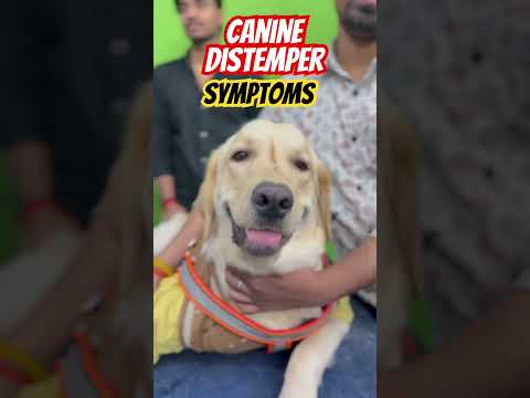 Canine distemper symptoms