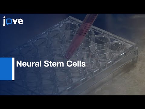 Neural Stem Cells Induction from Peripheral Blood HSCs | Protocol Preview