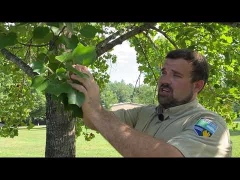 Tree Identification | Ask the Arborist