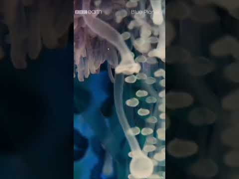 Deadly Portuguese Man O' War Jellyfish Up Close