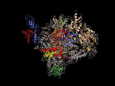 Polymerase II Elongation Complex