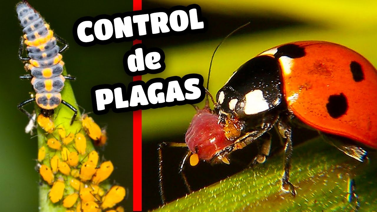 ¿Qué es y cómo funciona el CONTROL BIOLÓGICO de PLAGAS en cultivos y en el ecosistema?