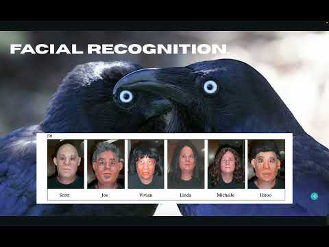 How and Why Do Crows Hold Grudges FINAL