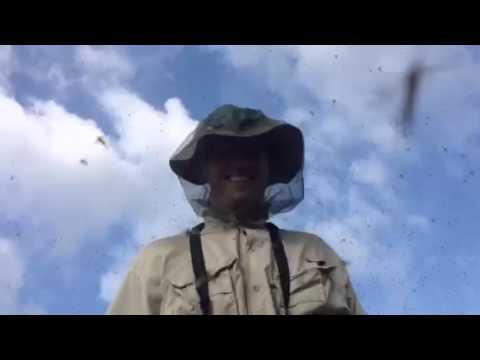 Alaska swarming in mosquitoes – besthike.com