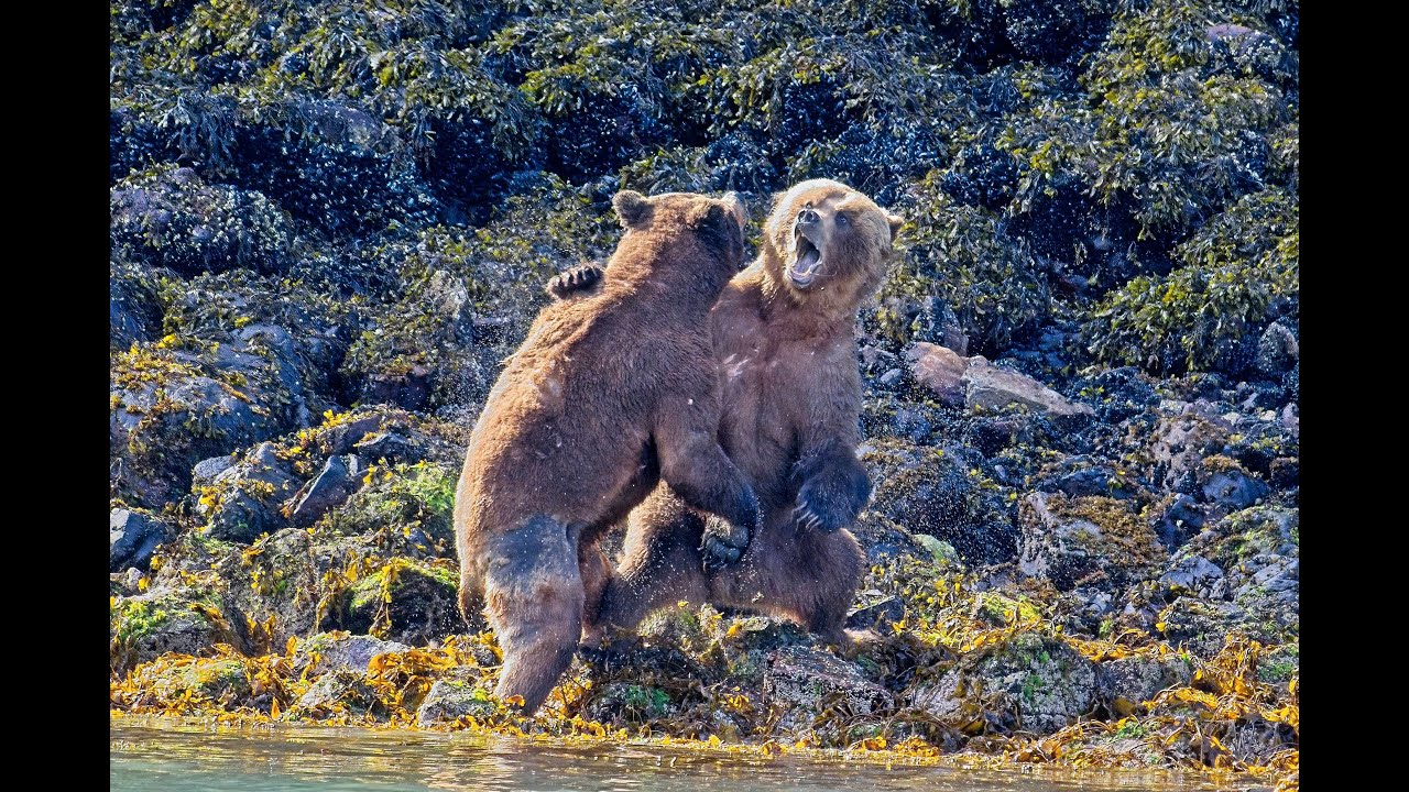 Epic Bear Fight - EXTENDED EDITION **WARNING GRAPHIC CONTENT**