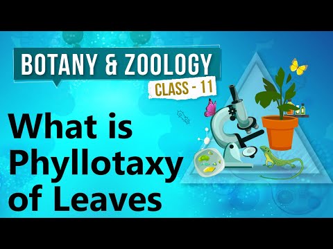 Types of Phyllotaxy : Morphology of Flowering Plants Video Lecture ...