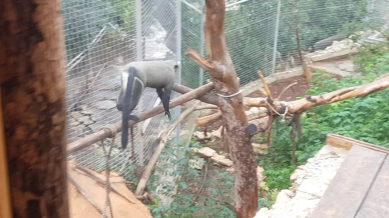 A male of De Brazza's monkey