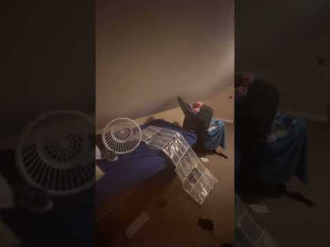 Virtual viewing video