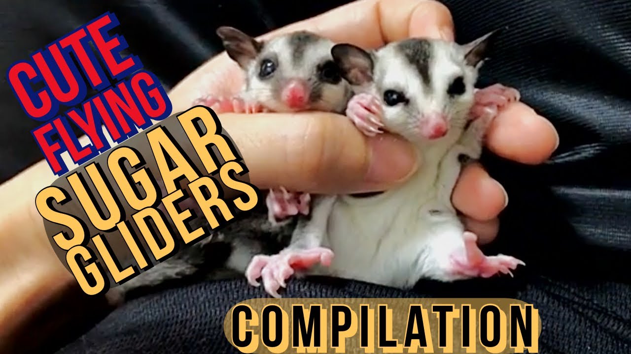 Cute Sugar Gliders Flying Eating and Playing | Compilation