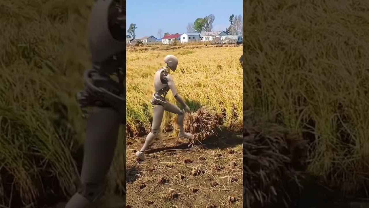 Kerja Sawah Di China Menggunakan Robot