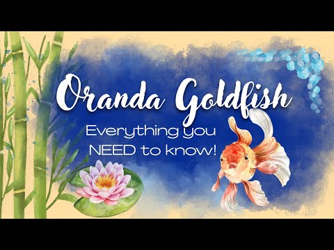 🐠 Oranda Goldfish for BEGINNERS Everything You NEED to Know!