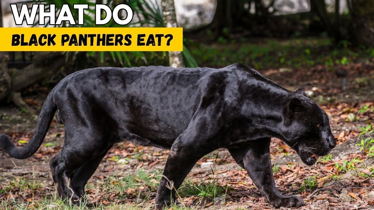 What do Black Panthers REALLY eat?