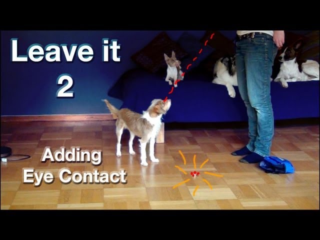 Puppy Training Videos