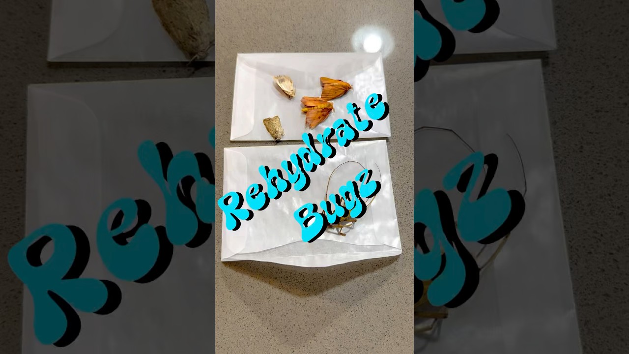 How to Rehydrate Bugs for Pinning