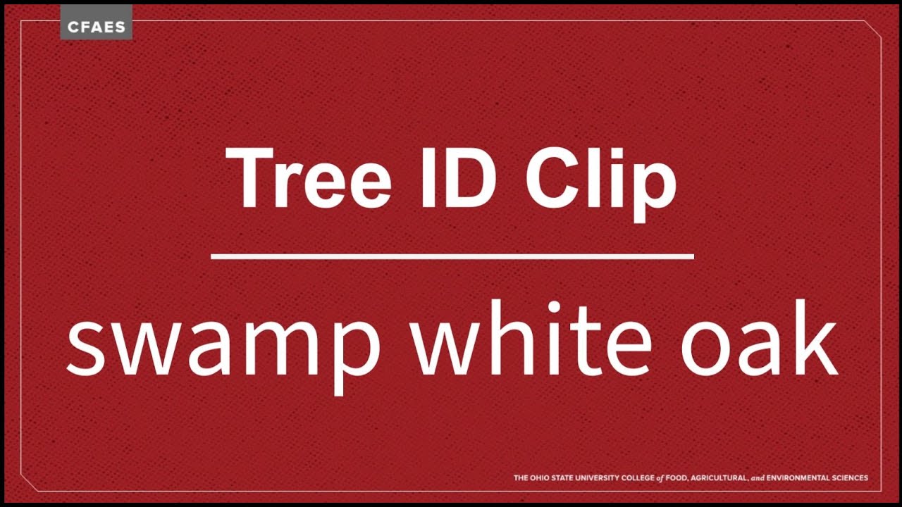 Tree ID Clip: swamp white oak