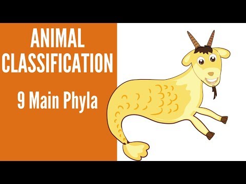 Animal Classification-(9 main Phyla of Animals)