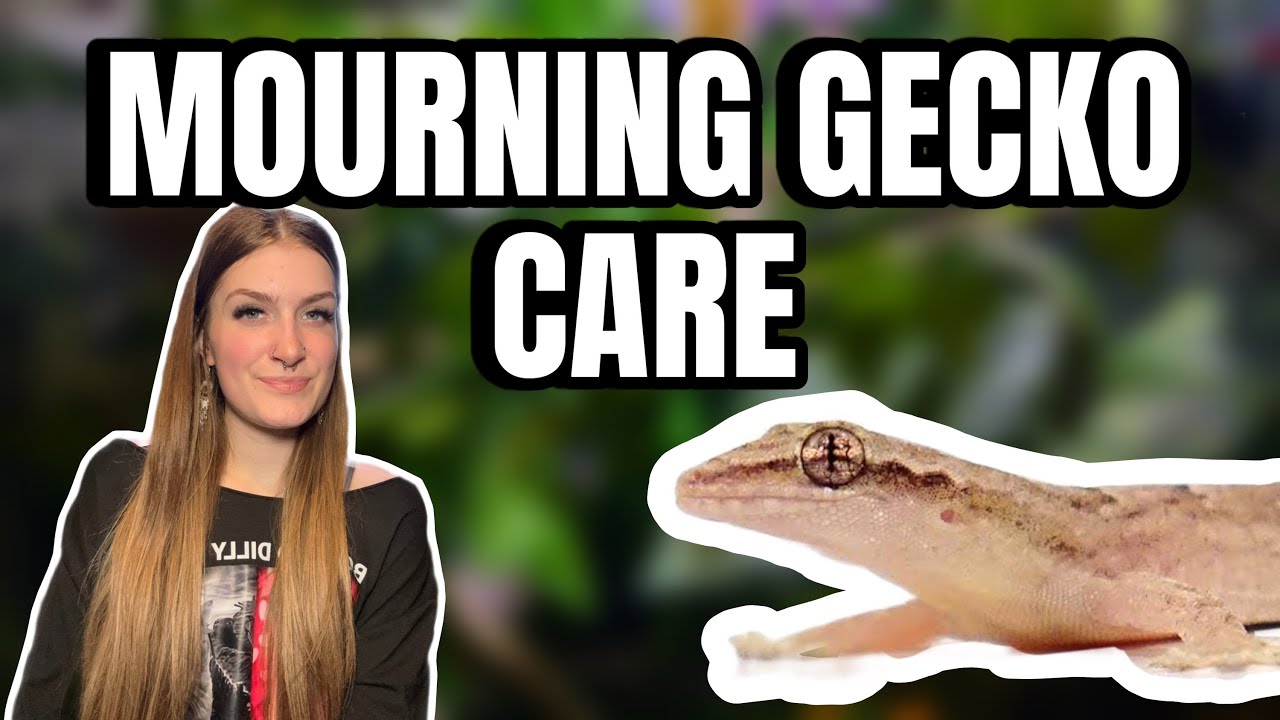Mourning Gecko Care Guide | Setup, Diet, Humidity & Tank Tips