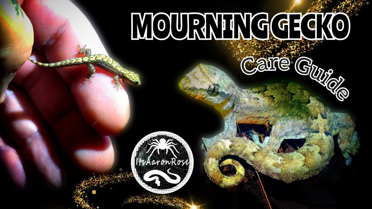 Mourning Gecko Care Guide & Basic Information