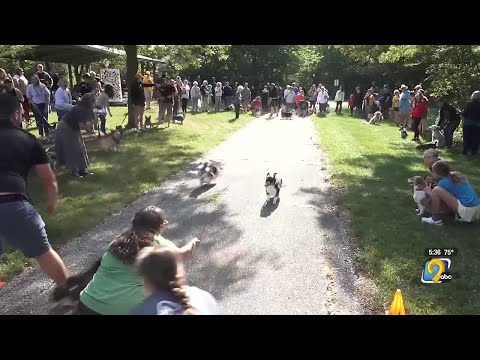 Dozens of dogs compete in Corridor Corgi Club’s 2nd annual corgi race