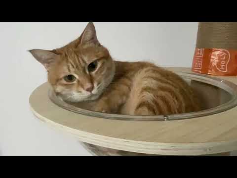 Money Cat Toys with Catnip❤️
