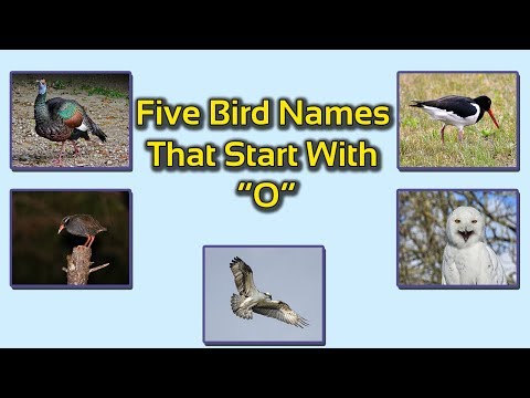 Five Bird Names That Start With "O"