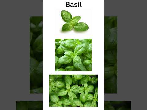 Holy Basil Leaves - Tulsi Leaves Latest Price, Manufacturers & Suppliers