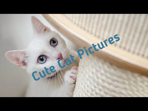 Cute Cat Pictures | Cute Kitten Pictures | Cute Pet Animals | Cute Cat Wallpaper | PetnWild Animals