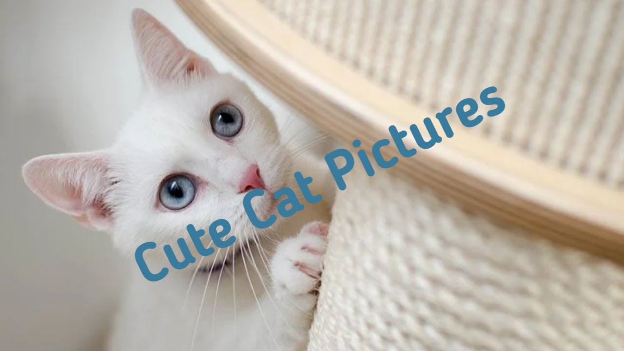 Cute Cat Pictures | Cute Kitten Pictures | Cute Pet Animals | Cute Cat Wallpaper | PetnWild Animals