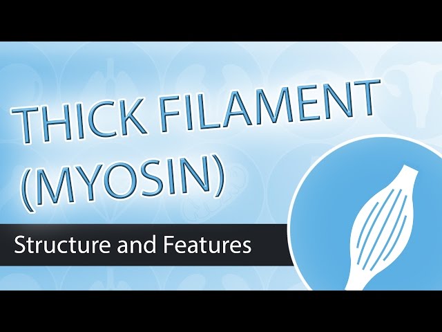 Understanding Thick Filaments and Myosin Structure in Skeletal Muscle ...