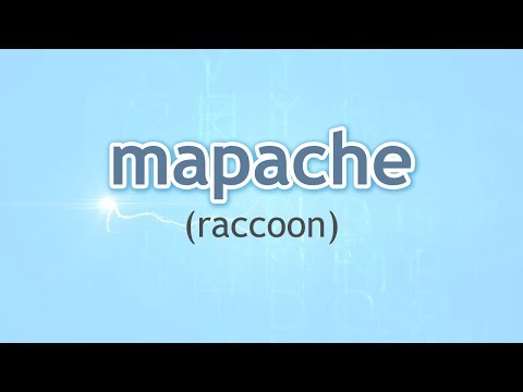 How to Pronounce Raccoon (Mapache) in Spanish
