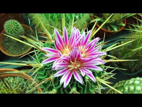 My Stenocactus - Echinofossulocactus ' The Brain Cactus' in beautiful triple Bloom