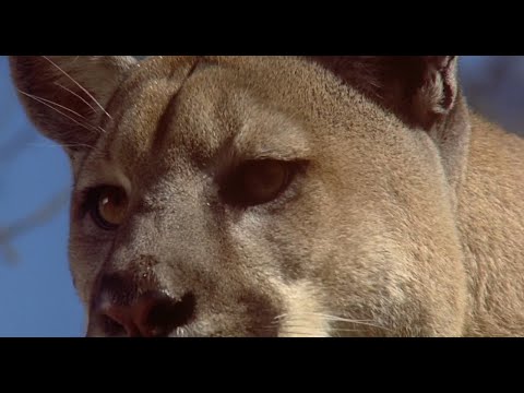 Homeward Bound The Incredible Journey (1993) Mountain Lion Scene