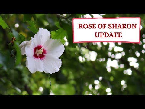 2021 Rose of Sharon Update 🎙 Broadway Gardener