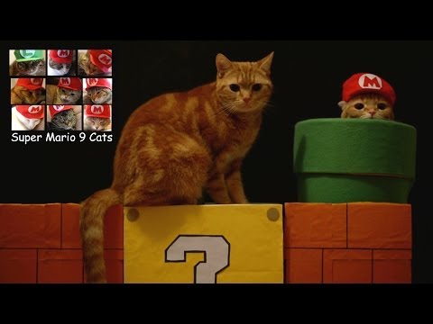 Here Are Nine Adorable Super Mario Cats. Have A Good Friday. (VIDEO)