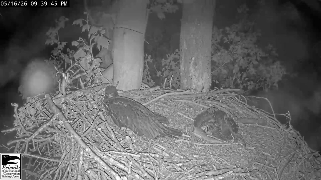 NCTC Eagle Nest: Camera 2