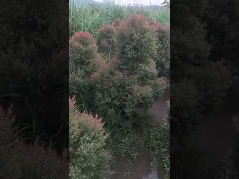 pohon minyak kayu putih micro/daun mini
