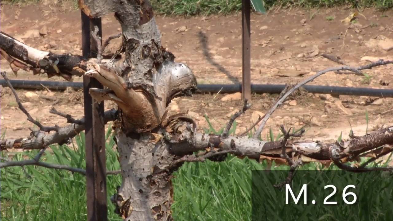 Apple Rootstocks for the Southeast