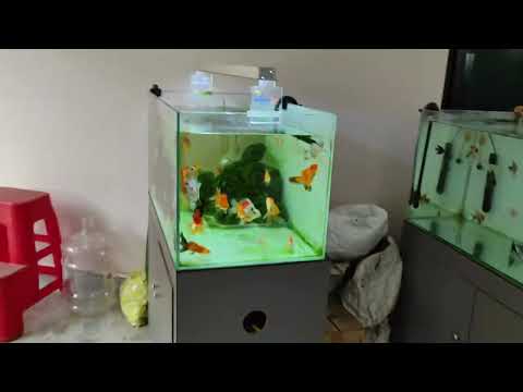 Fish Tank Cleaning Service, Aquarium Cleaning Service in India