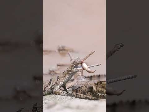 While filming newly hatched Gharials in Gandak river, Bihar #wildlifephotography #gharial #bihar