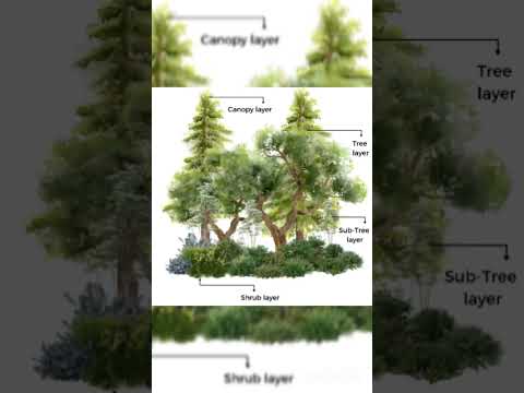 How This Japanese Technique Can Reforest the Planet (Miyawaki Forests)