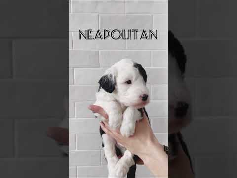 Neapolitan- F1 Male Mini Sheepadoodle #puppies #dogsofyoutube #doodle #dogs #sheepadoodle #icecream