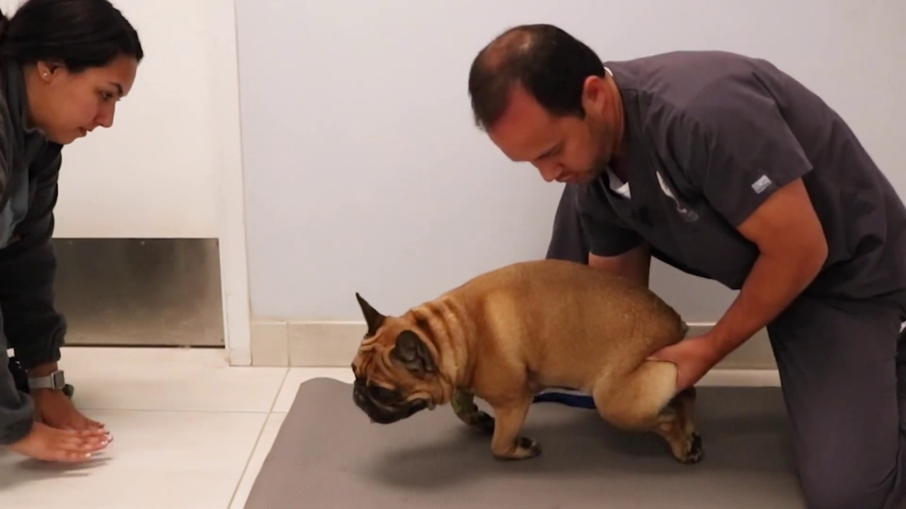 What is Intervertebral Disk Disease(IVDD) in Dogs?